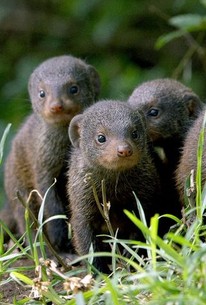 Serengeti: Season 3, Episode 6 | Rotten Tomatoes