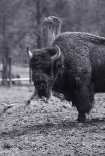 The American Buffalo: Season 1, Episode 2 | Rotten Tomatoes