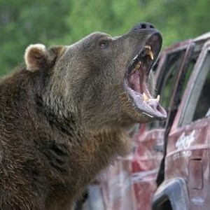 Grizzly Rage - Rotten Tomatoes