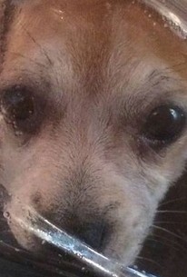 Animal Cops: Detroit: Season 13, Episode 2 | Rotten Tomatoes