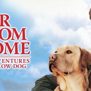 Far From Home: The Adventures of Yellow Dog - Rotten Tomatoes