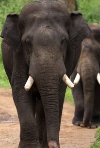 Our Planet: Season 2, Episode 4 - Rotten Tomatoes