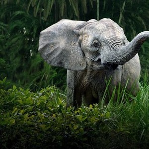 Secrets of the Elephants - Rotten Tomatoes