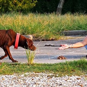 Ruff Life - Rotten Tomatoes