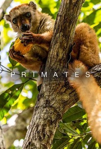 Primates: Season 1 | Rotten Tomatoes