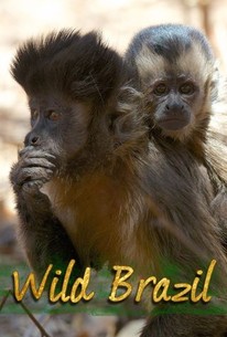 Wild Brazil | Rotten Tomatoes