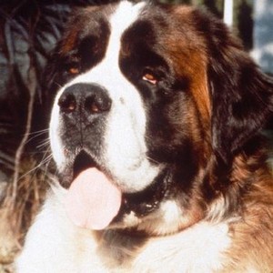 Beethoven - Rotten Tomatoes