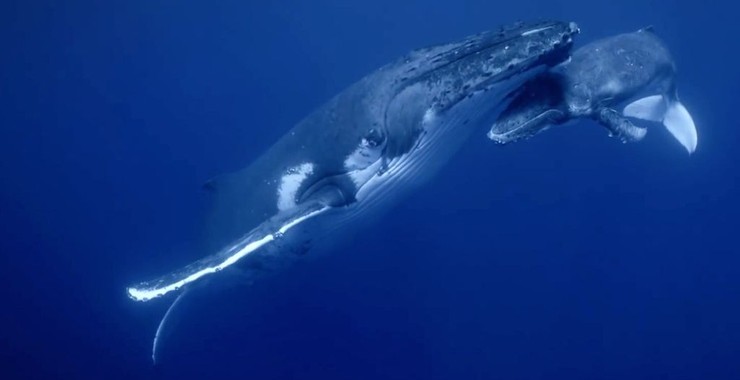 Secrets of the Whales | Rotten Tomatoes