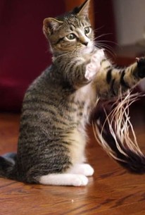 Too Cute!: Season 2, Episode 11 | Rotten Tomatoes