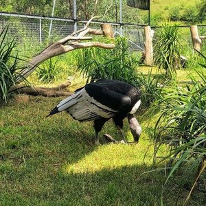 Totally Wild - Rotten Tomatoes