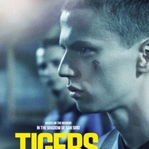 Tigers - Rotten Tomatoes