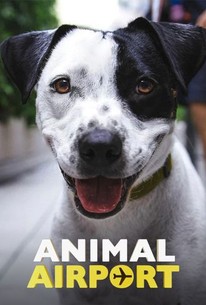 Animal Airport | Rotten Tomatoes