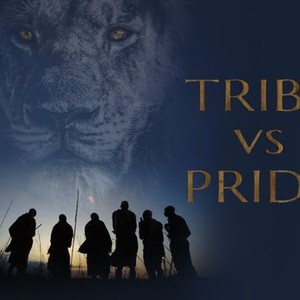Tribe Versus Pride - Rotten Tomatoes