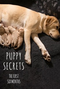 Puppy Secrets: The First Six Months: Season 1 | Rotten Tomatoes