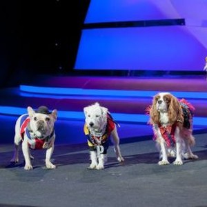 Pup Star - Rotten Tomatoes