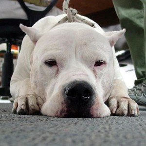 El perro - Rotten Tomatoes