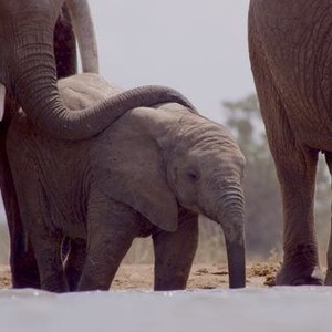 The Elephant Queen - Rotten Tomatoes