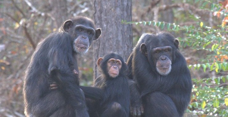 Meet the Chimps - Rotten Tomatoes