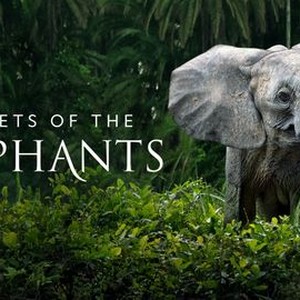 Secrets of the Elephants: Season 1, Episode 2 - Rotten Tomatoes