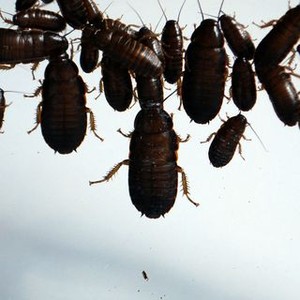 Infested! - Rotten Tomatoes