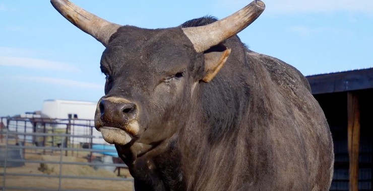 Buckin' Bulls: The Story of Ty Rinaldo - Rotten Tomatoes