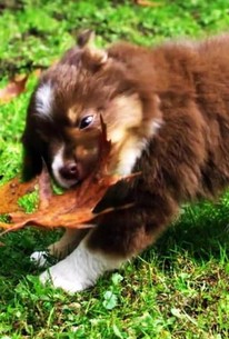 Too Cute!: Season 2, Episode 5 | Rotten Tomatoes