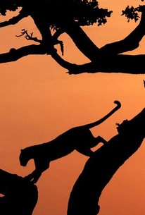 Serengeti: Season 1, Episode 6 | Rotten Tomatoes