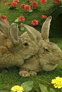 Teletubbies: Season 1, Episode 31 | Rotten Tomatoes