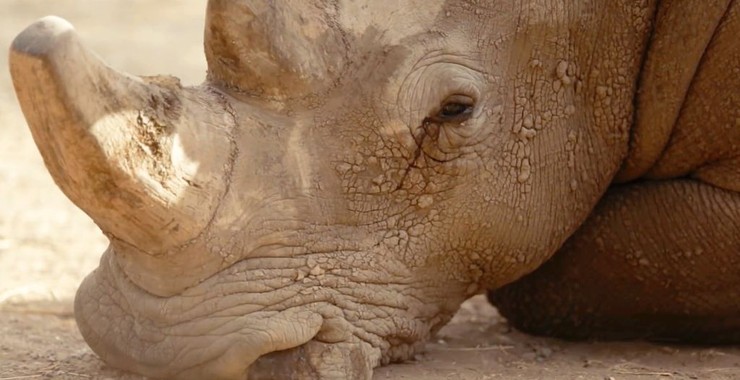 The Last Animals - Rotten Tomatoes