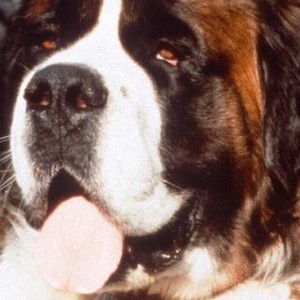 Beethoven - Rotten Tomatoes