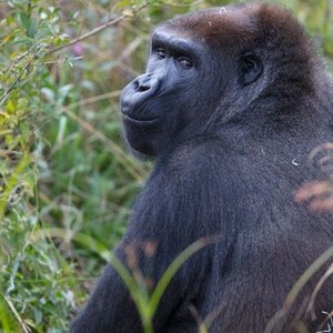 The Zoo: Season 1, Episode 1 - Rotten Tomatoes