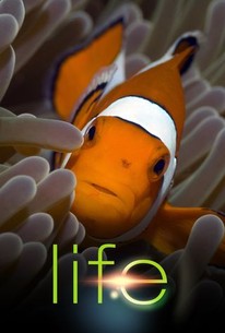 Life: Reborn | Rotten Tomatoes
