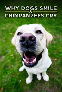Why Dogs Smile & Chimpanzees Cry | Rotten Tomatoes