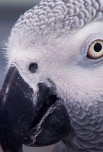 Super Smart Animals: Season 1, Episode 1 | Rotten Tomatoes