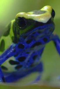 72 Dangerous Animals: Latin America: Season 1, Episode 6 - Rotten Tomatoes