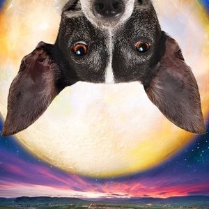 Vampire Dog - Rotten Tomatoes