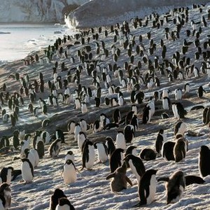 Penguins - Rotten Tomatoes