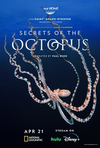 Secrets of the Octopus: Limited Series | Rotten Tomatoes
