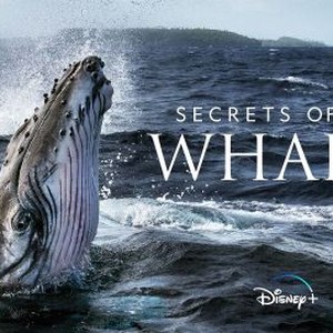 Secrets of the Whales - Rotten Tomatoes