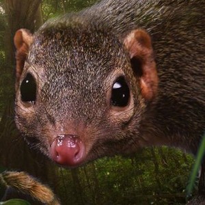 Hidden Kingdoms - Rotten Tomatoes