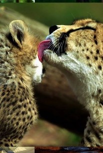 Zoofari: Season 1, Episode 15 | Rotten Tomatoes