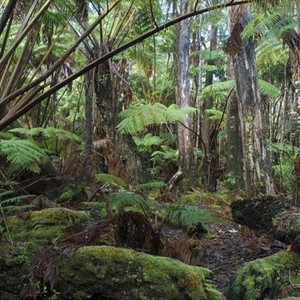 American Jungle - Rotten Tomatoes