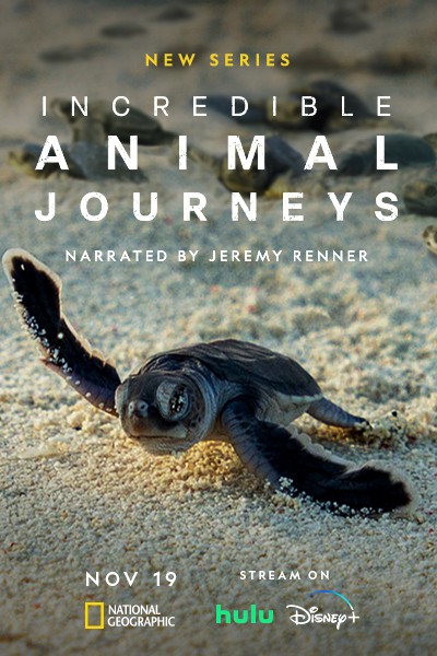 Incredible Animal Journeys | Rotten Tomatoes