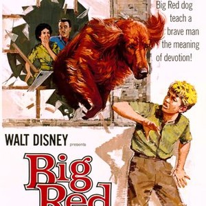 Big Red (1962) - Rotten Tomatoes