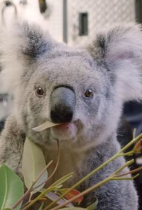 Izzy's Koala World: Season 1, Episode 1 | Rotten Tomatoes