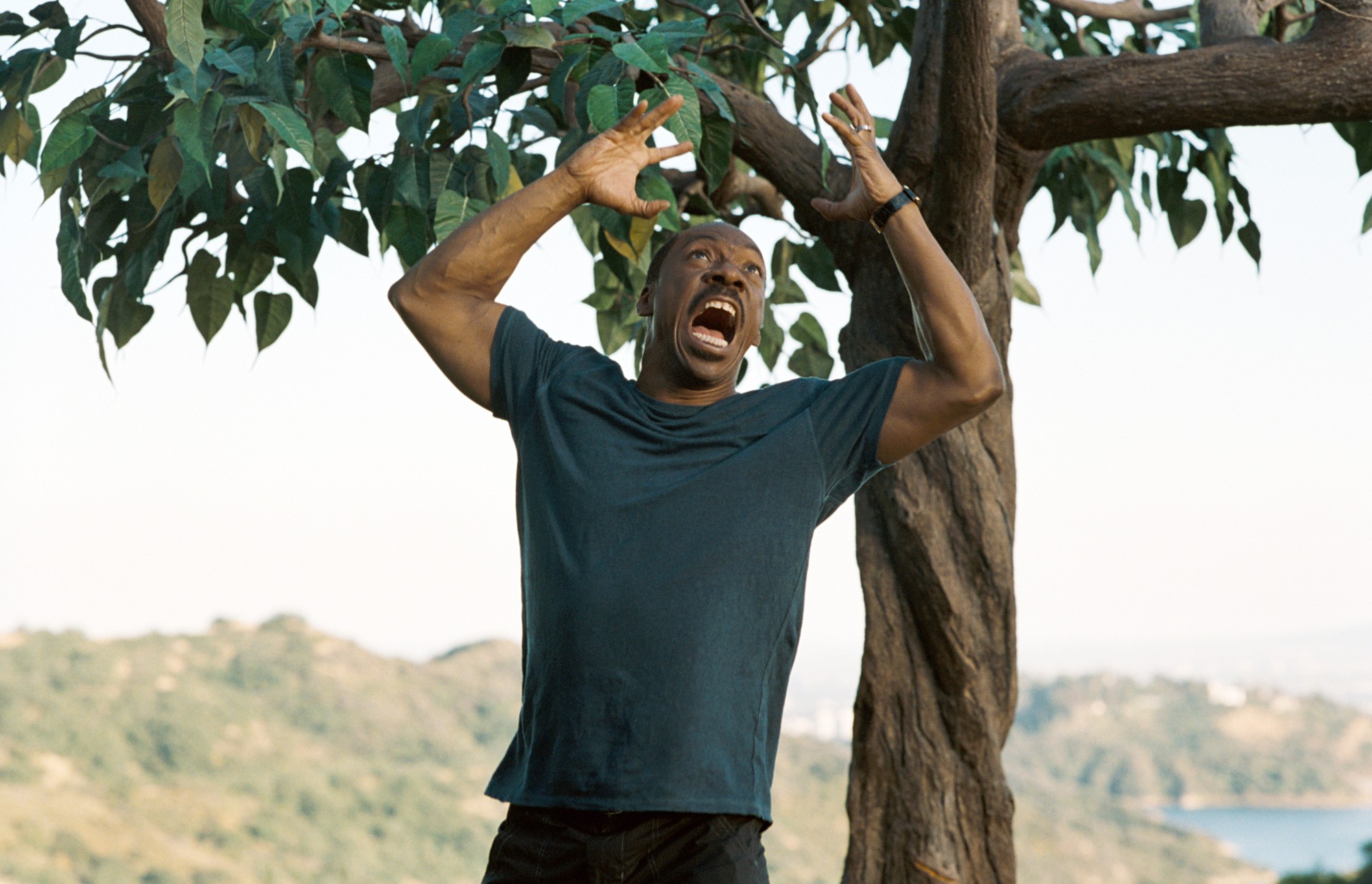 A Thousand Words Tree