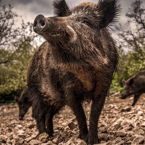 Boss Hog - Rotten Tomatoes