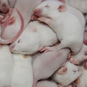 Rat Film - Rotten Tomatoes