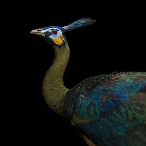 Rare -- Creatures of the Photo Ark - Rotten Tomatoes