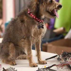 Robo-Dog - Rotten Tomatoes